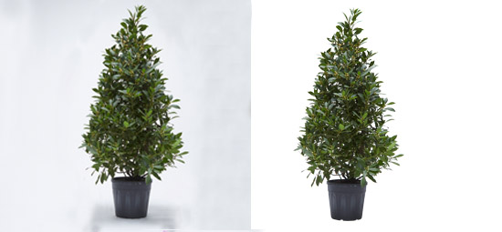 Image Masking Services - Ever Clipping Path